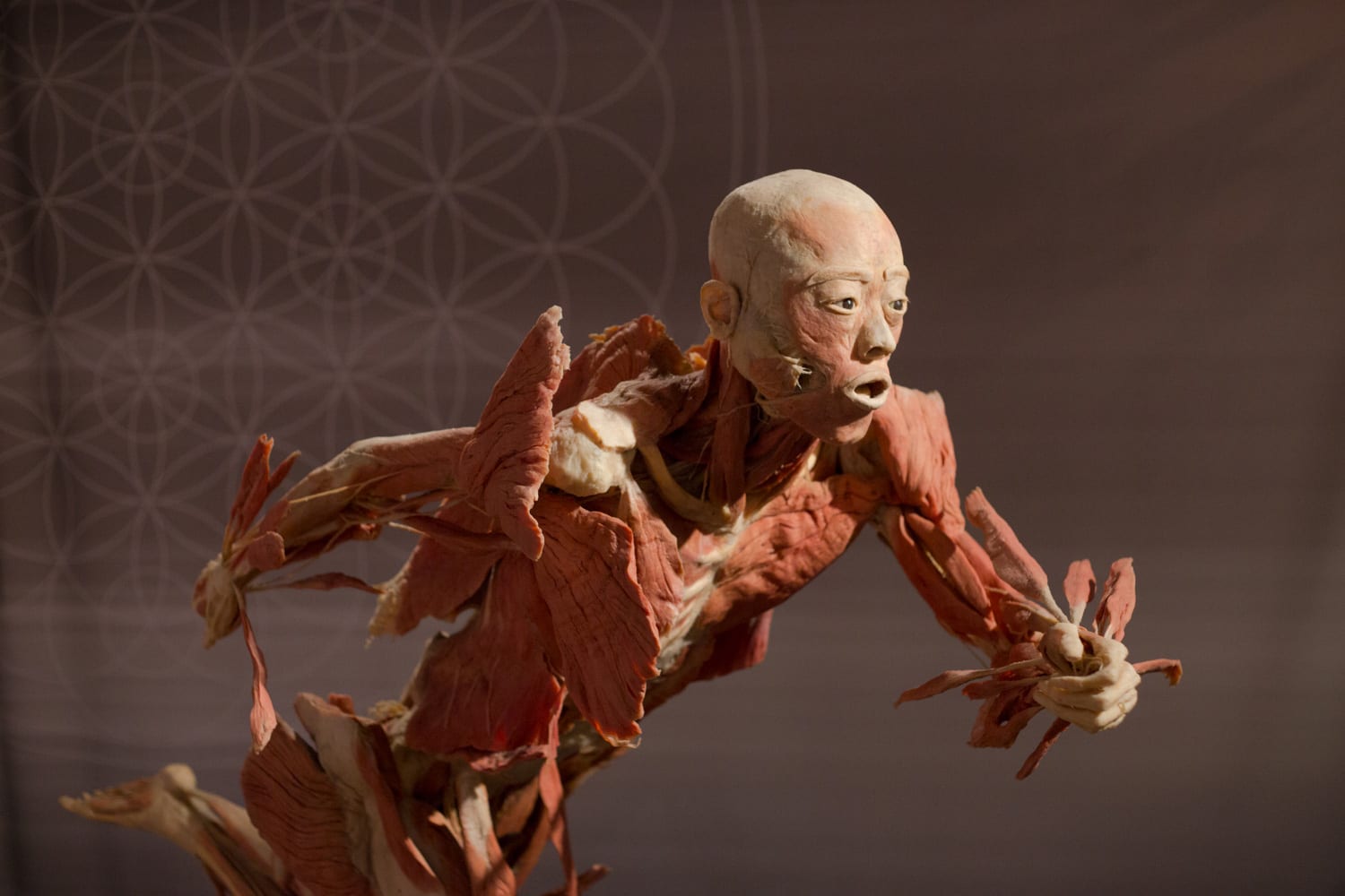 Real Bodies Exhibition in Las Vegas – Human Anatomy Revealed